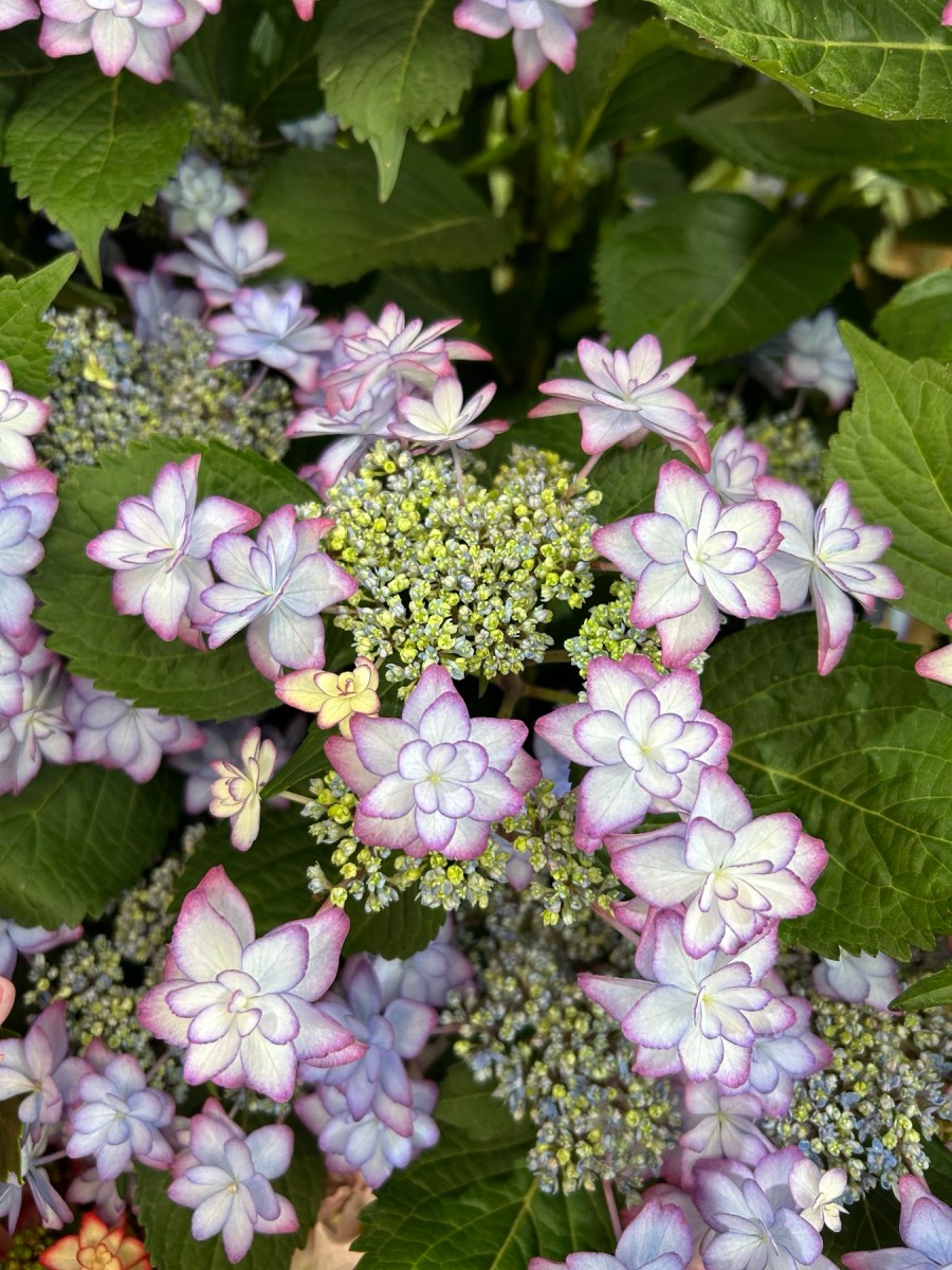 Admiring Hydrangeas – Making Each Day Count